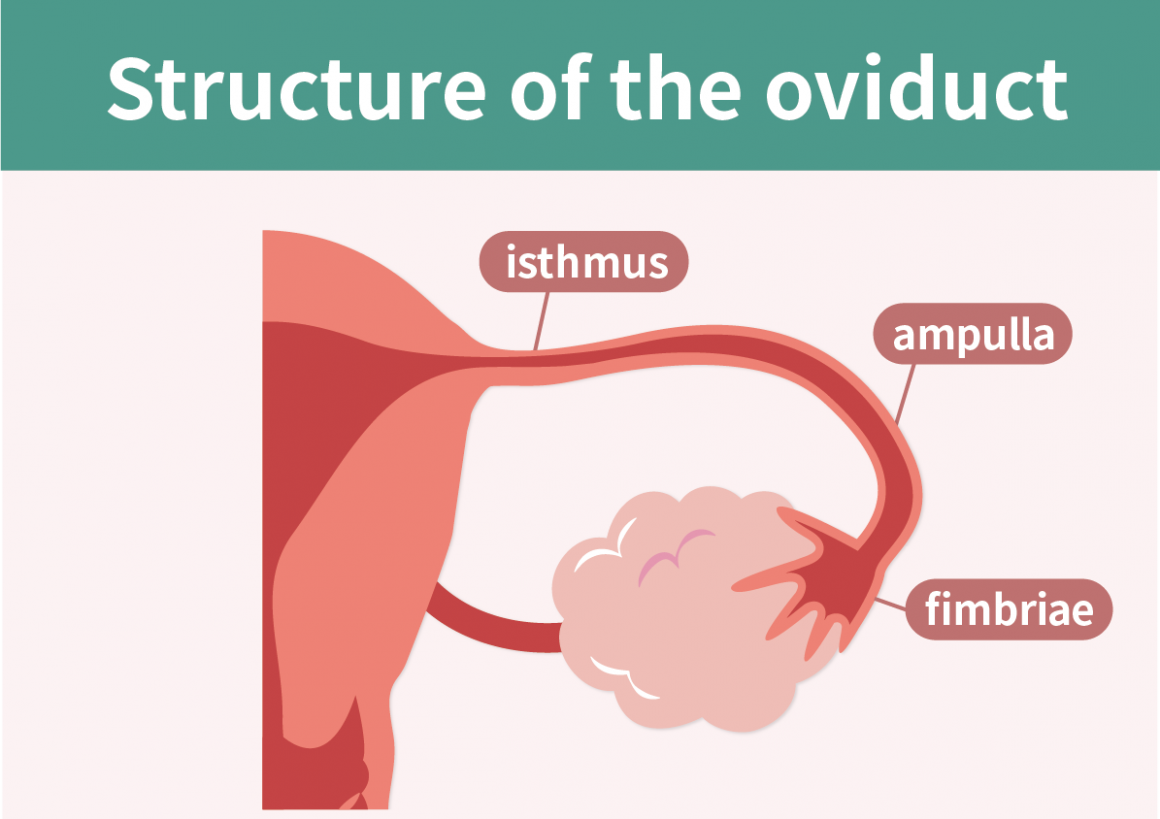 The examination and cure for tubal infertility-茂盛醫院生殖醫學中心
